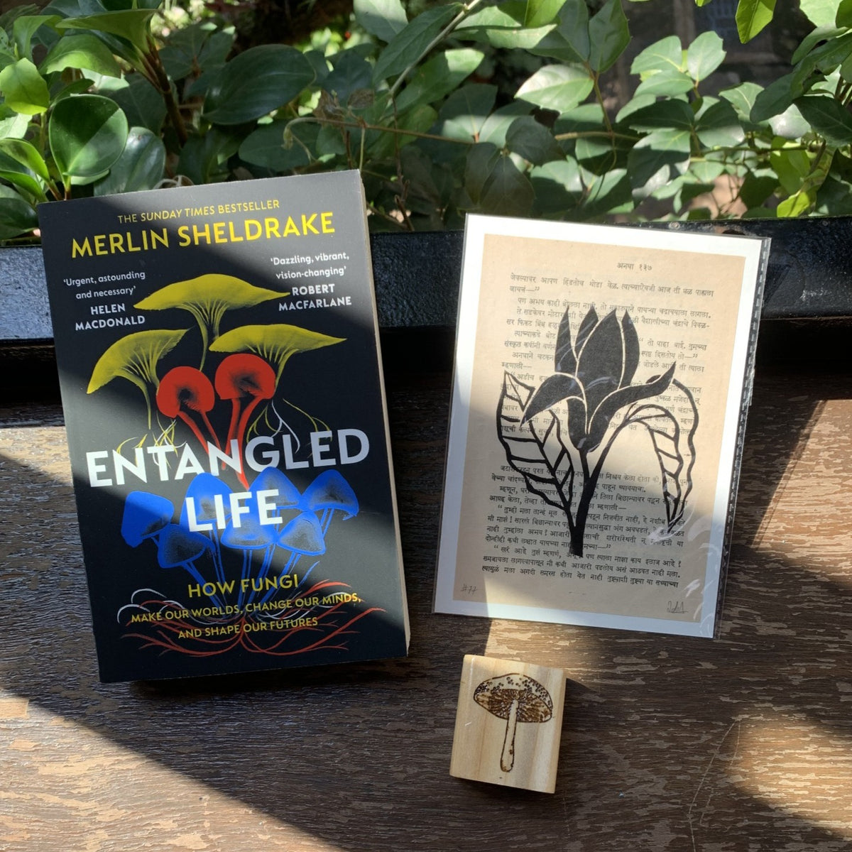 Gift Box — Mycelium Mysteries – Champaca Bookstore, Library and Cafe