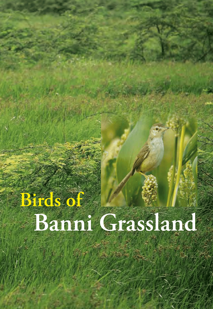 Birds Of Banni Grassland – Champaca Bookstore
